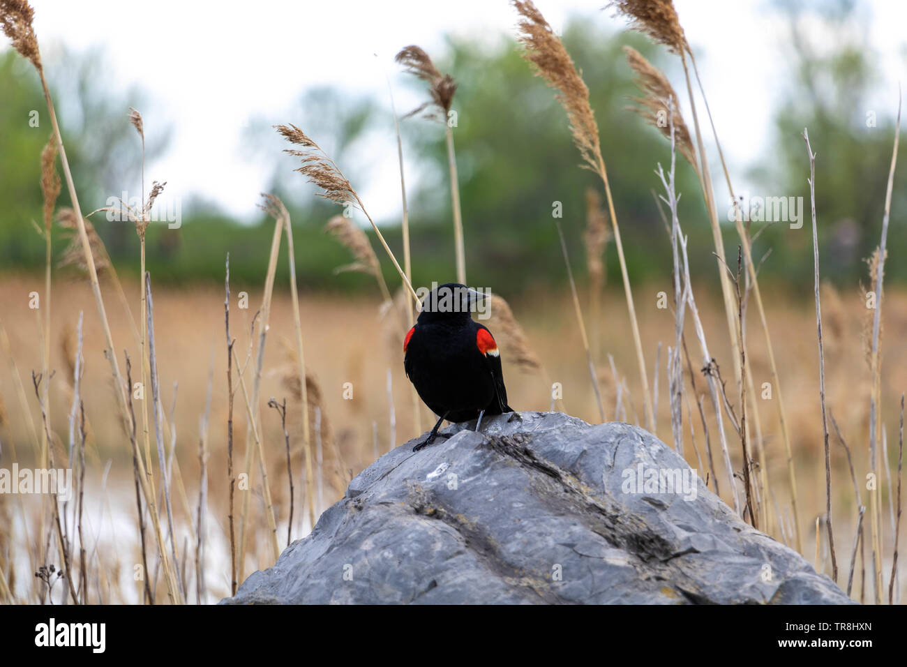 Winged male hi-res stock photography and images - Alamy