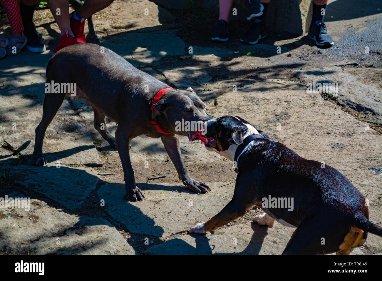 Two dogs grabbed and holding the rubber ball Stock Photo - Alamy