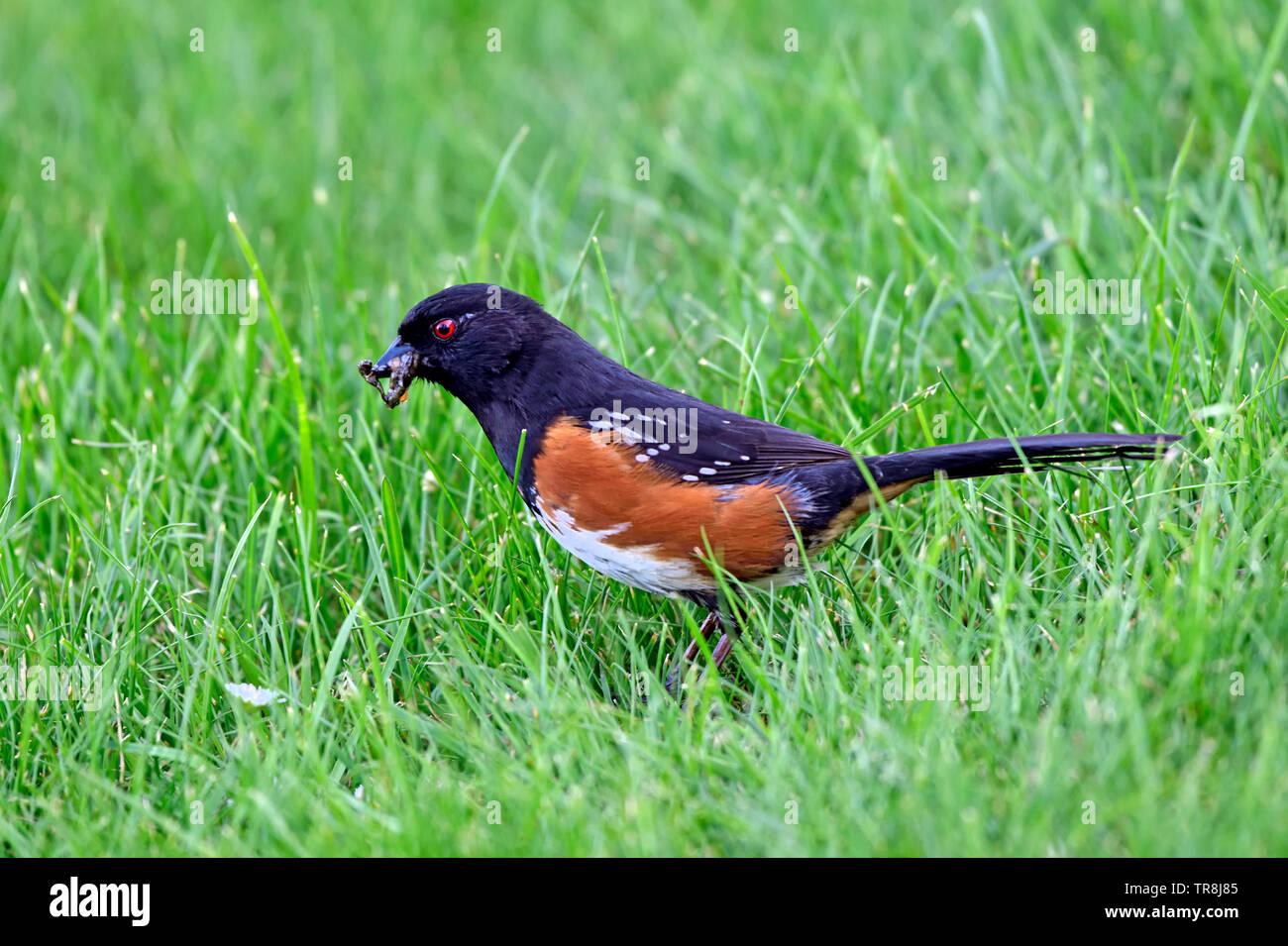 Eye catching insects hi-res stock photography and images - Alamy