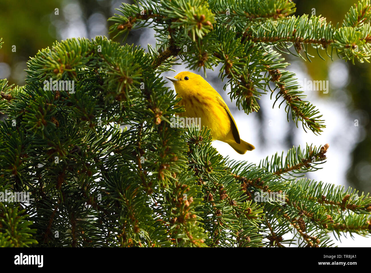 A yellow warbler "Dendroica petechia", hunting small insects in a ...