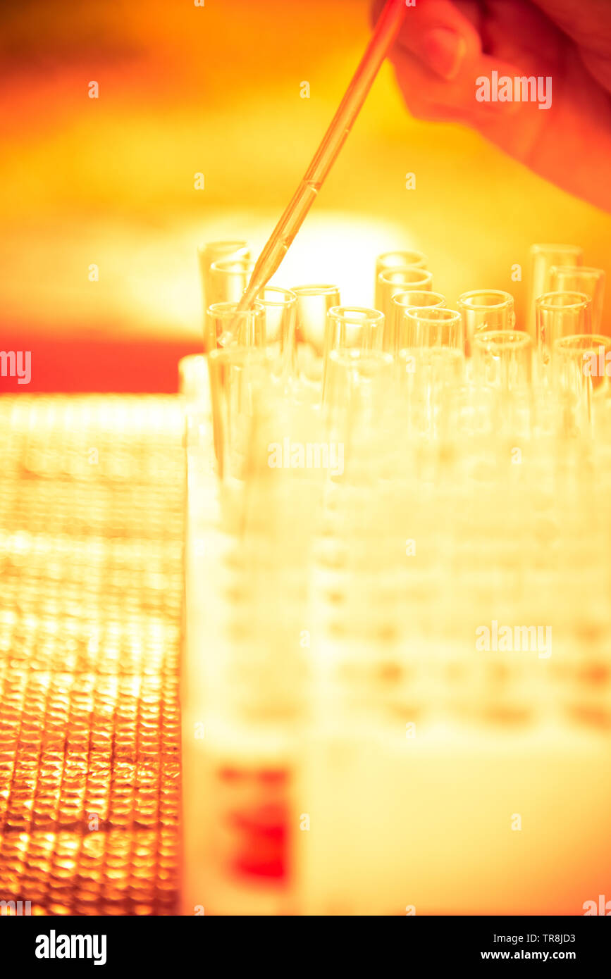 Lab science research glass items adding drop to one of several test ...