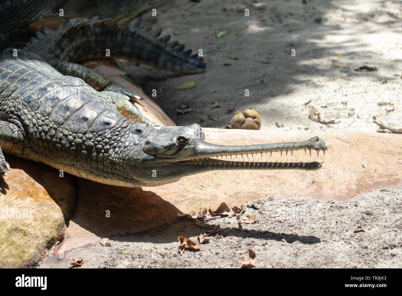 The Gharial also known as the gavial, is a crocodilian in the family ...