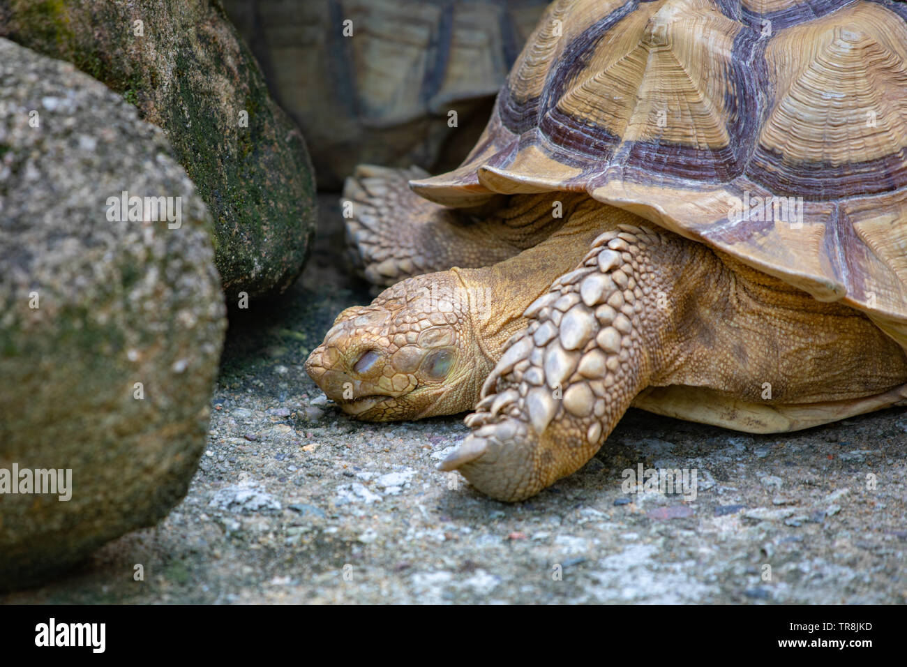 Tortoise are reptile species of the family Testudinidae Stock Photo - Alamy