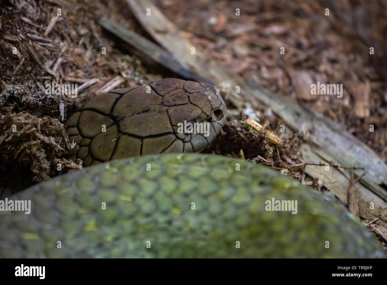 Big green snake hi-res stock photography and images - Alamy