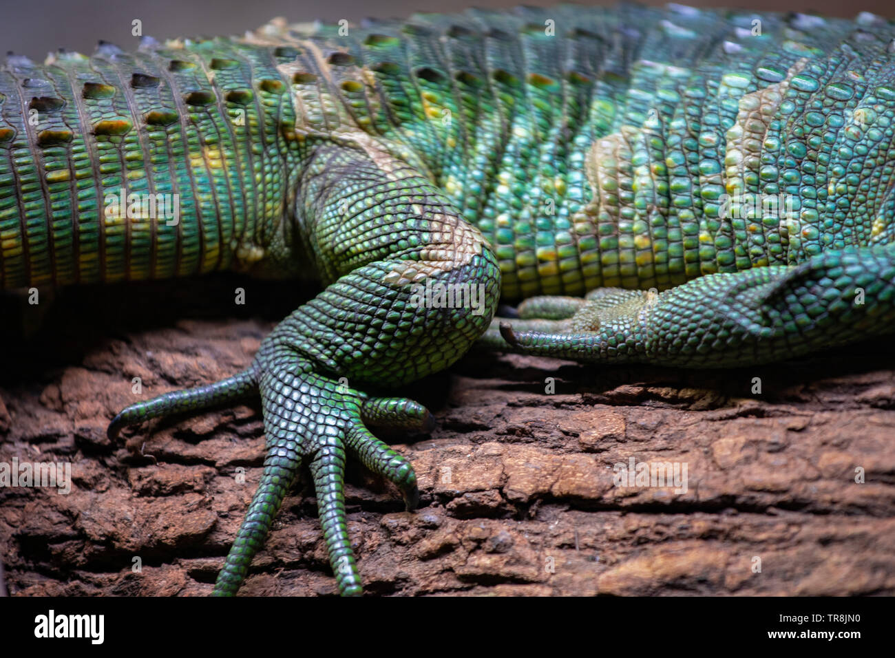Close-up colorful big lizard on the trunk of tree Stock Photo - Alamy