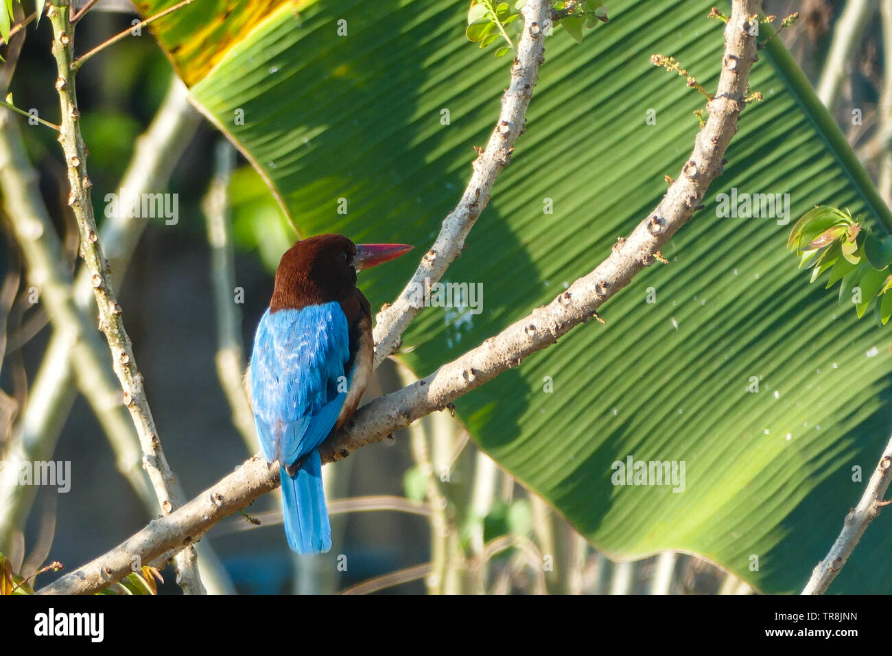 Kingfisher bird on tree Stock Photo - Alamy