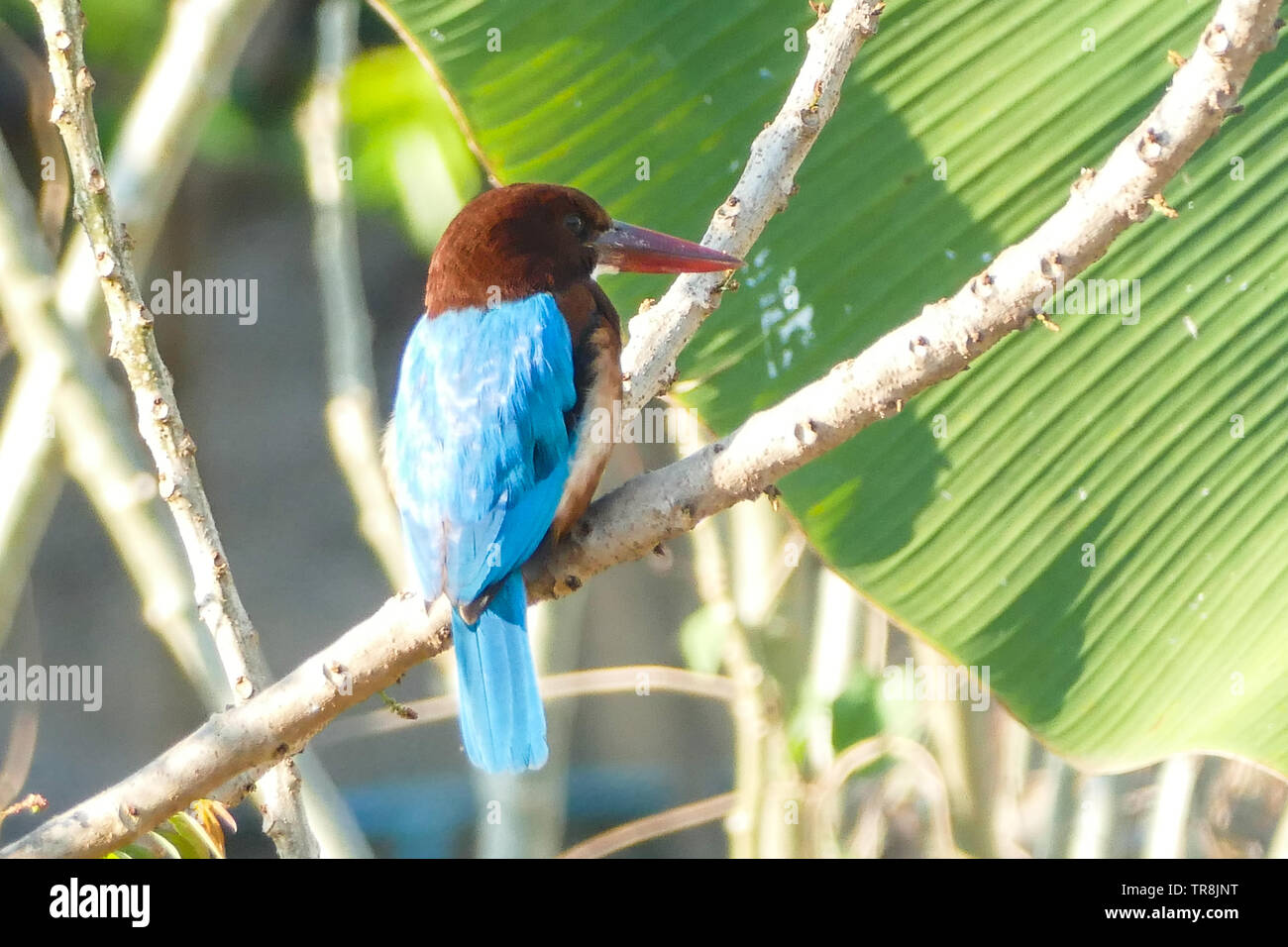 Kingfisher bird on tree Stock Photo - Alamy