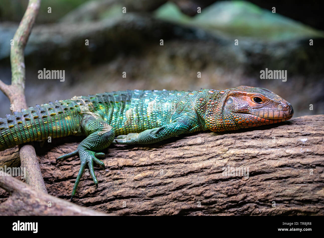 Close-up colorful big lizard on the trunk of tree Stock Photo - Alamy