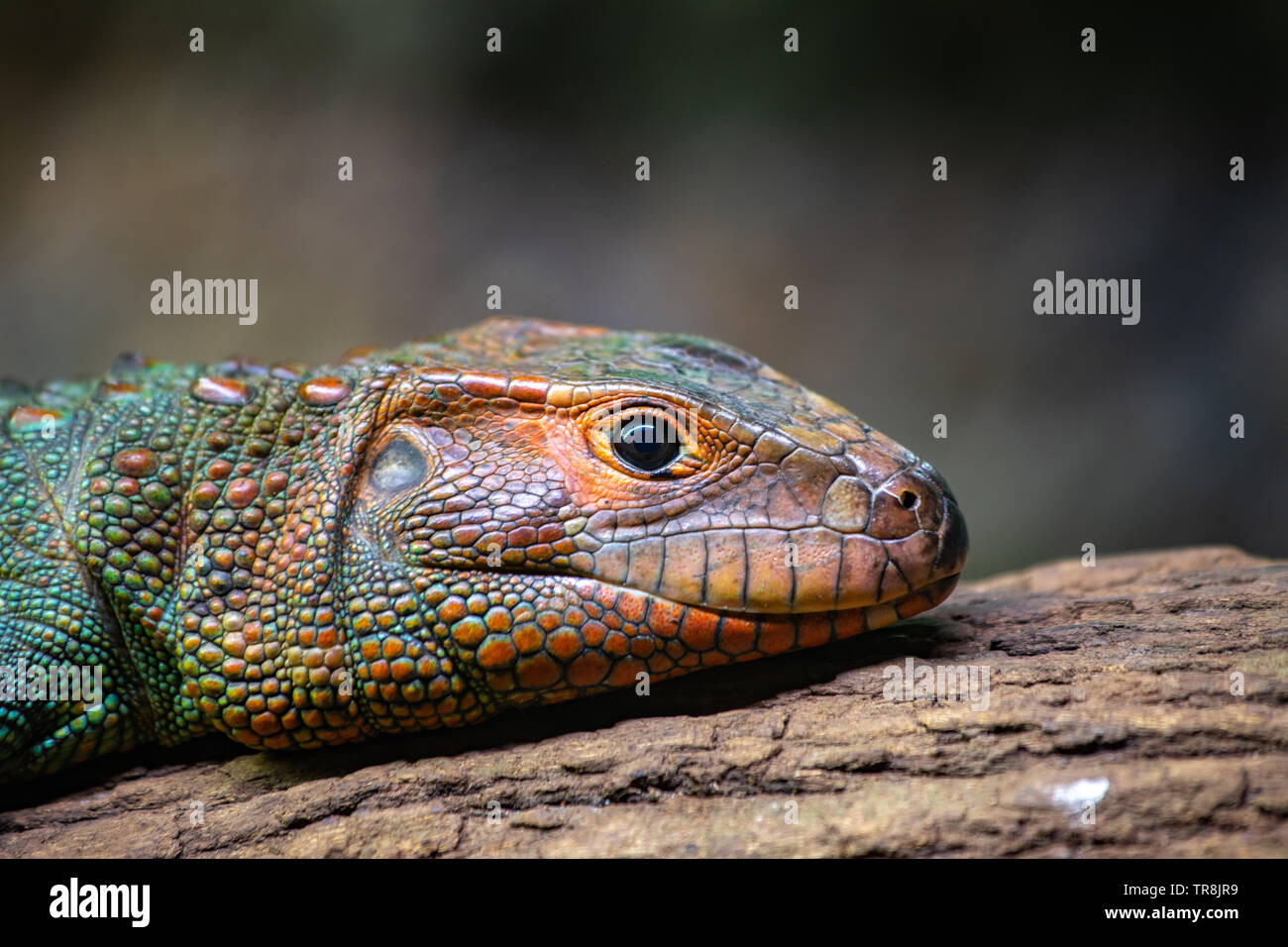 Big lizard hi-res stock photography and images - Alamy