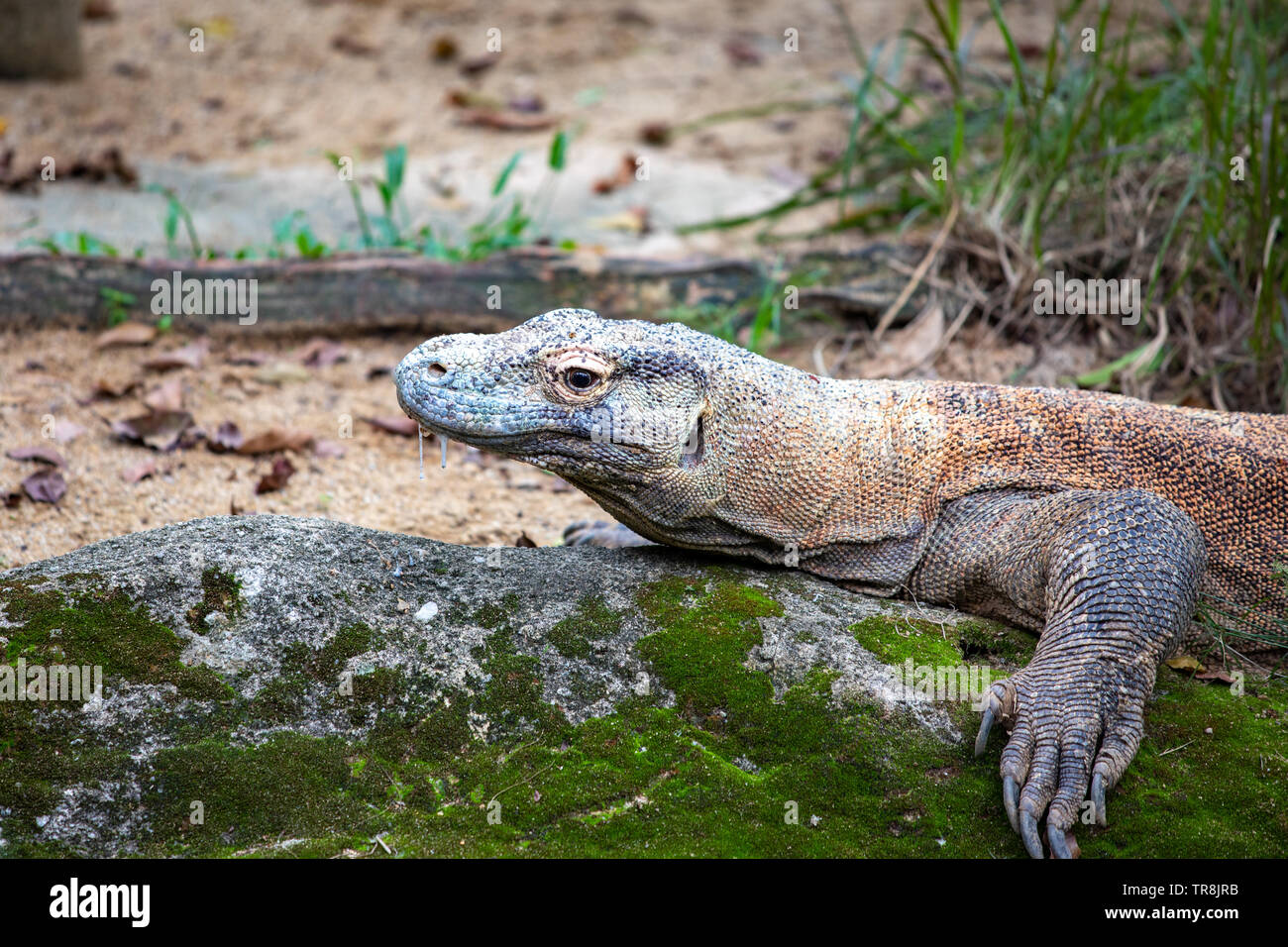 close-up giant comodo dragon resting Stock Photo - Alamy