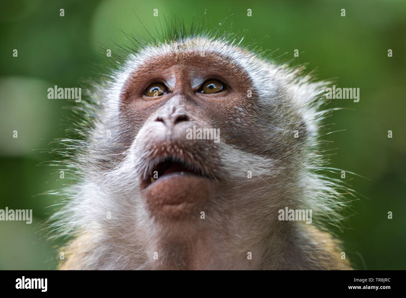 Monkey look hi-res stock photography and images - Alamy