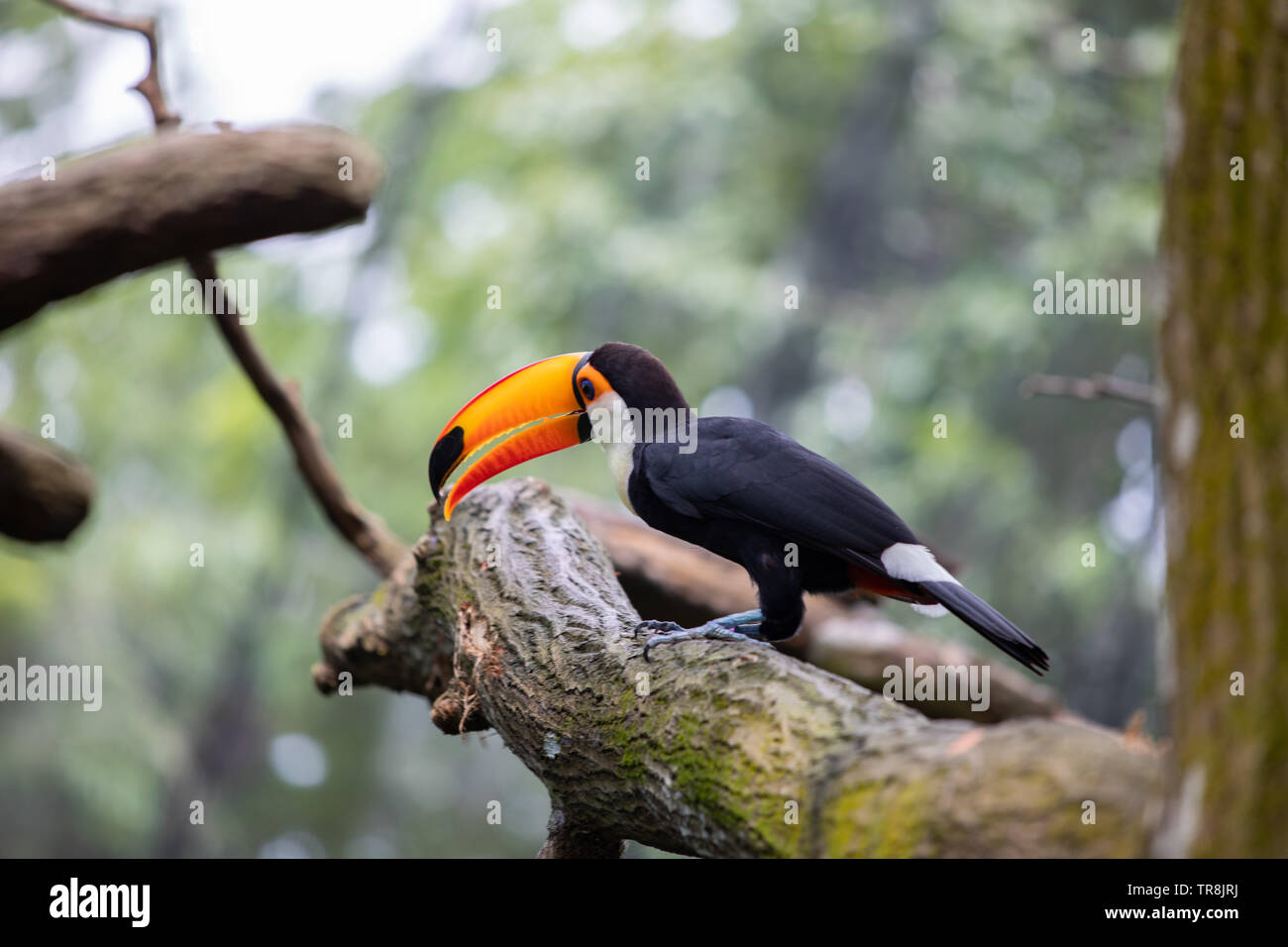 toco toucan is the largest and probably the best known species in the ...