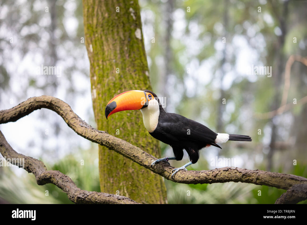 toco toucan is the largest and probably the best known species in the ...