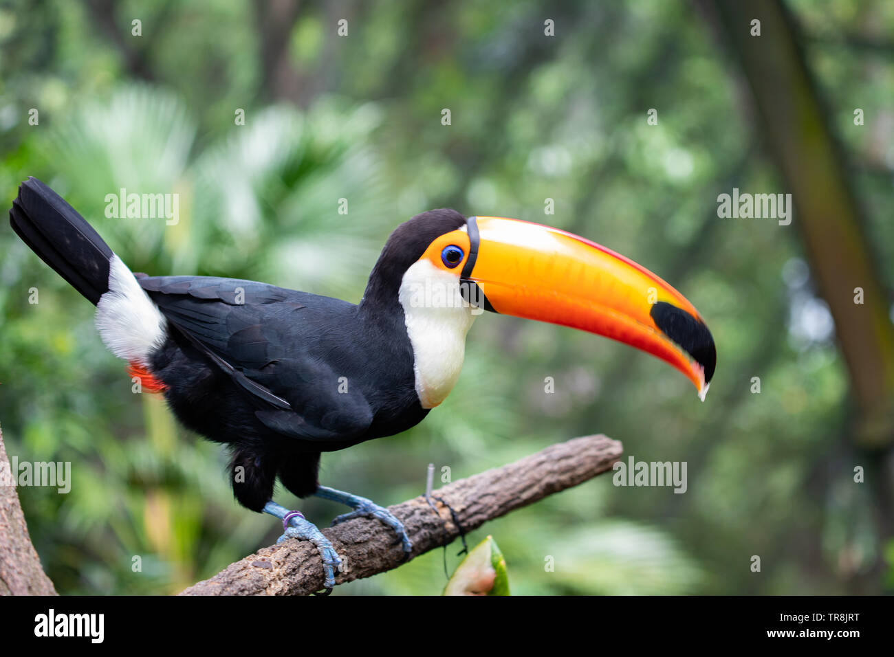 toco toucan is the largest and probably the best known species in the ...