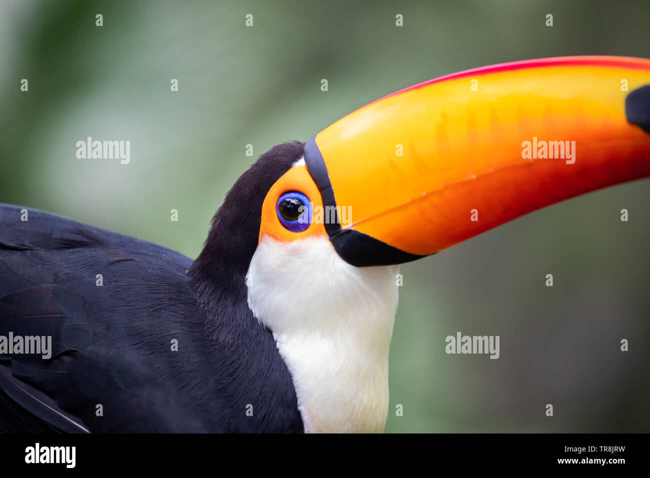 toco toucan is the largest and probably the best known species in the ...