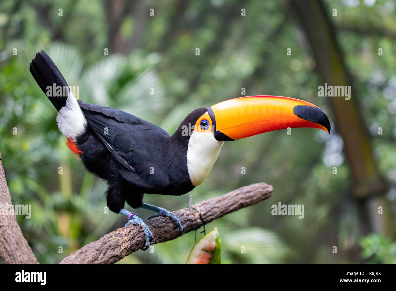 toco toucan is the largest and probably the best known species in the ...