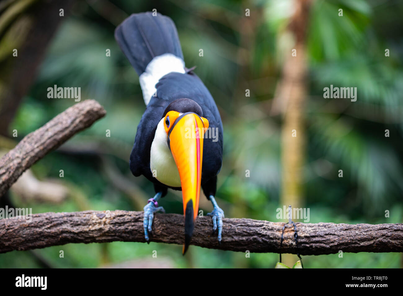 toco toucan is the largest and probably the best known species in the ...