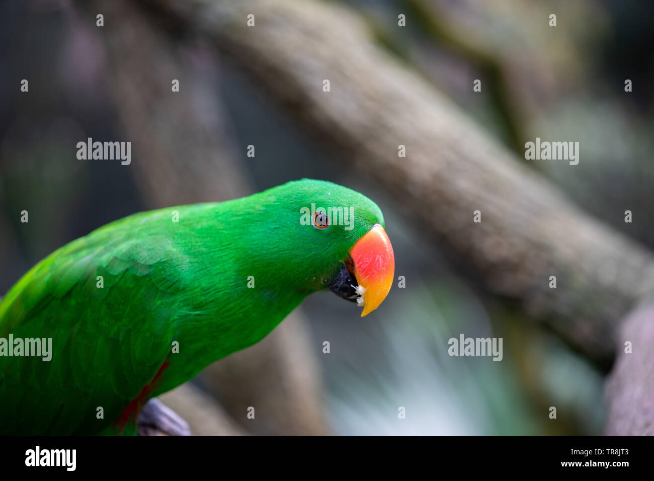 Male eclectus parrot with bright emerald green plumage Stock Photo - Alamy