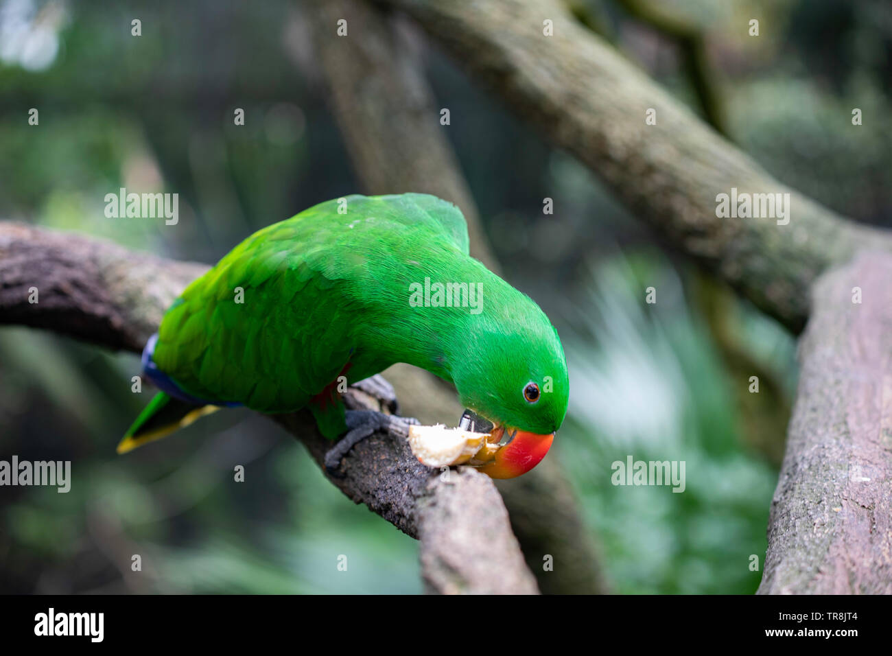 Male eclectus parrot with bright emerald green plumage Stock Photo - Alamy