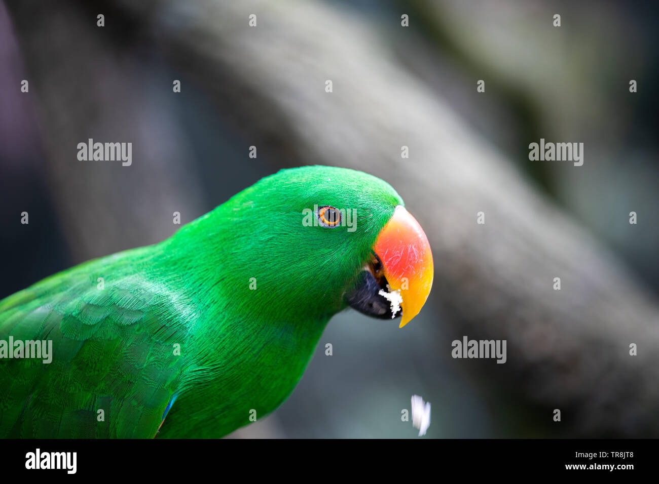 Male eclectus parrot with bright emerald green plumage Stock Photo - Alamy