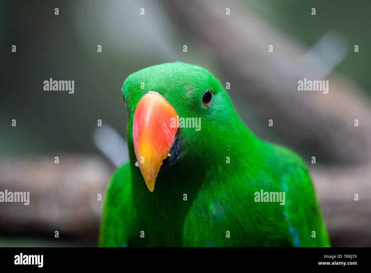 Male eclectus parrot with bright emerald green plumage Stock Photo - Alamy