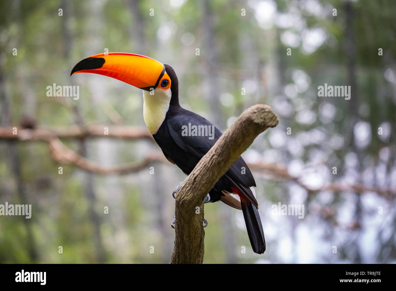 toco toucan is the largest and probably the best known species in the ...