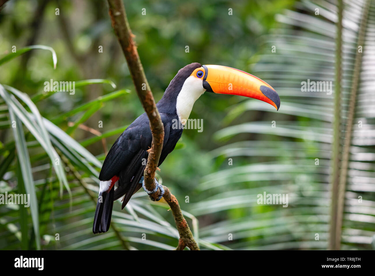 toco toucan is the largest and probably the best known species in the ...