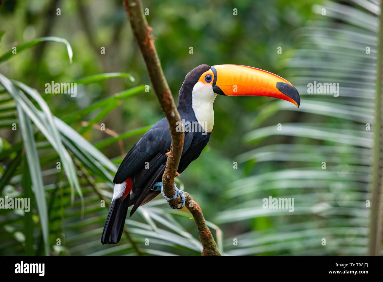 toco toucan is the largest and probably the best known species in the ...