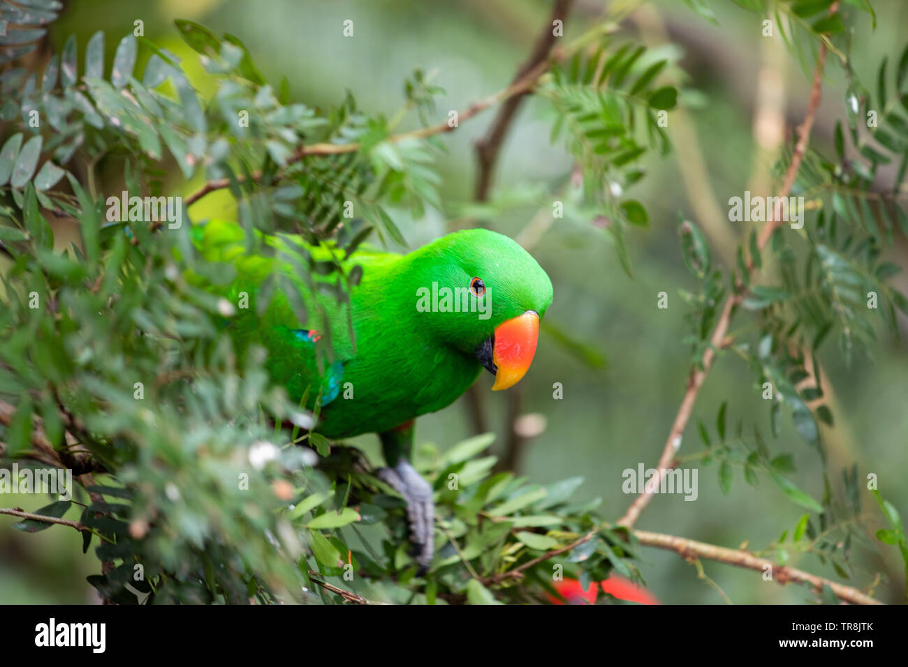 Male eclectus parrot with bright emerald green plumage Stock Photo - Alamy