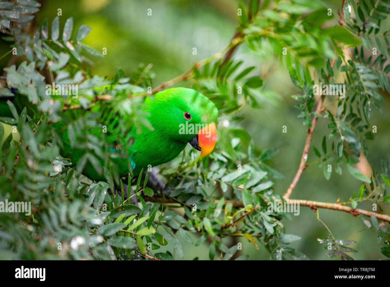 Male eclectus parrot with bright emerald green plumage Stock Photo - Alamy