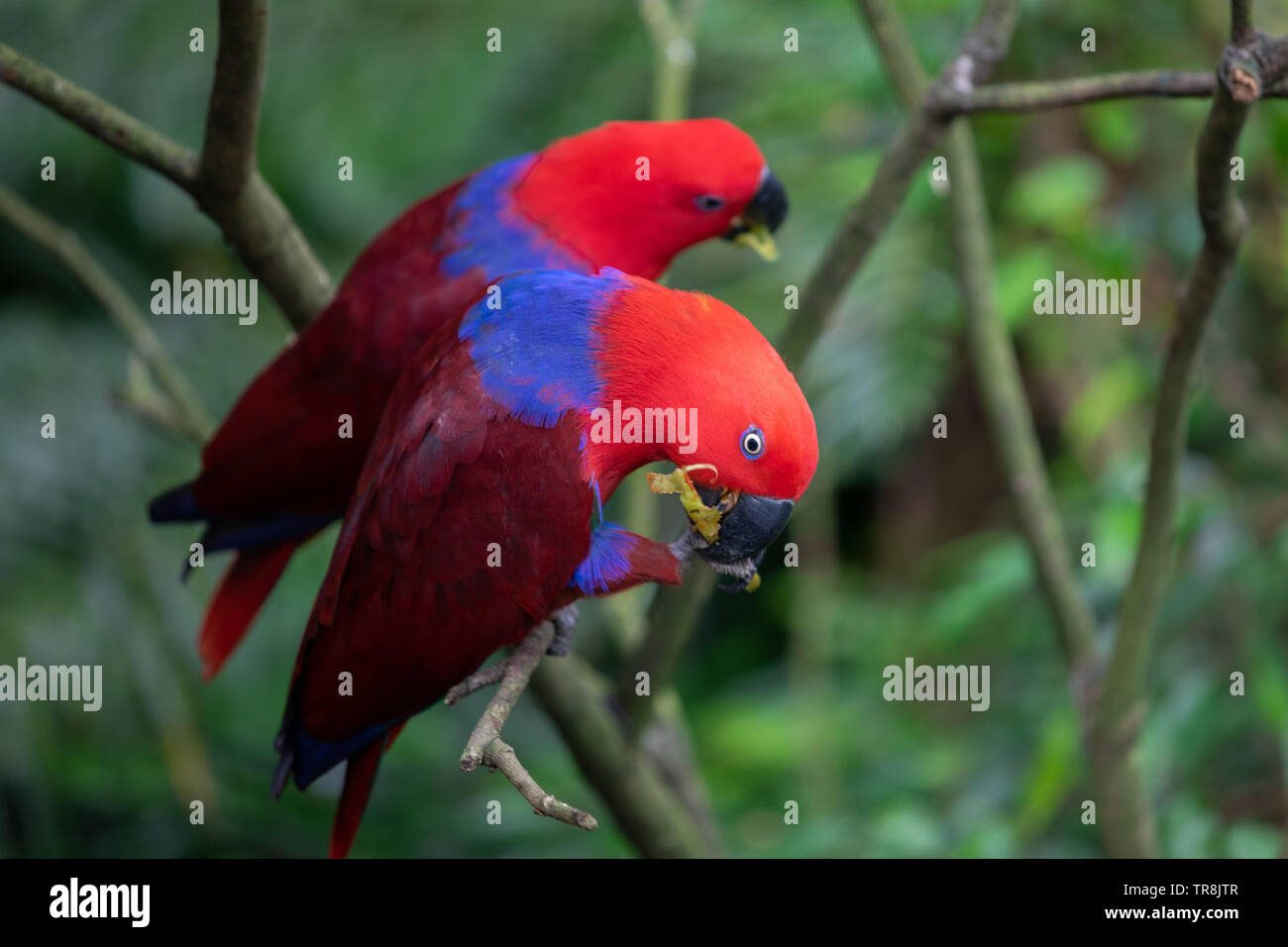 Scarlet Parrot With Purple