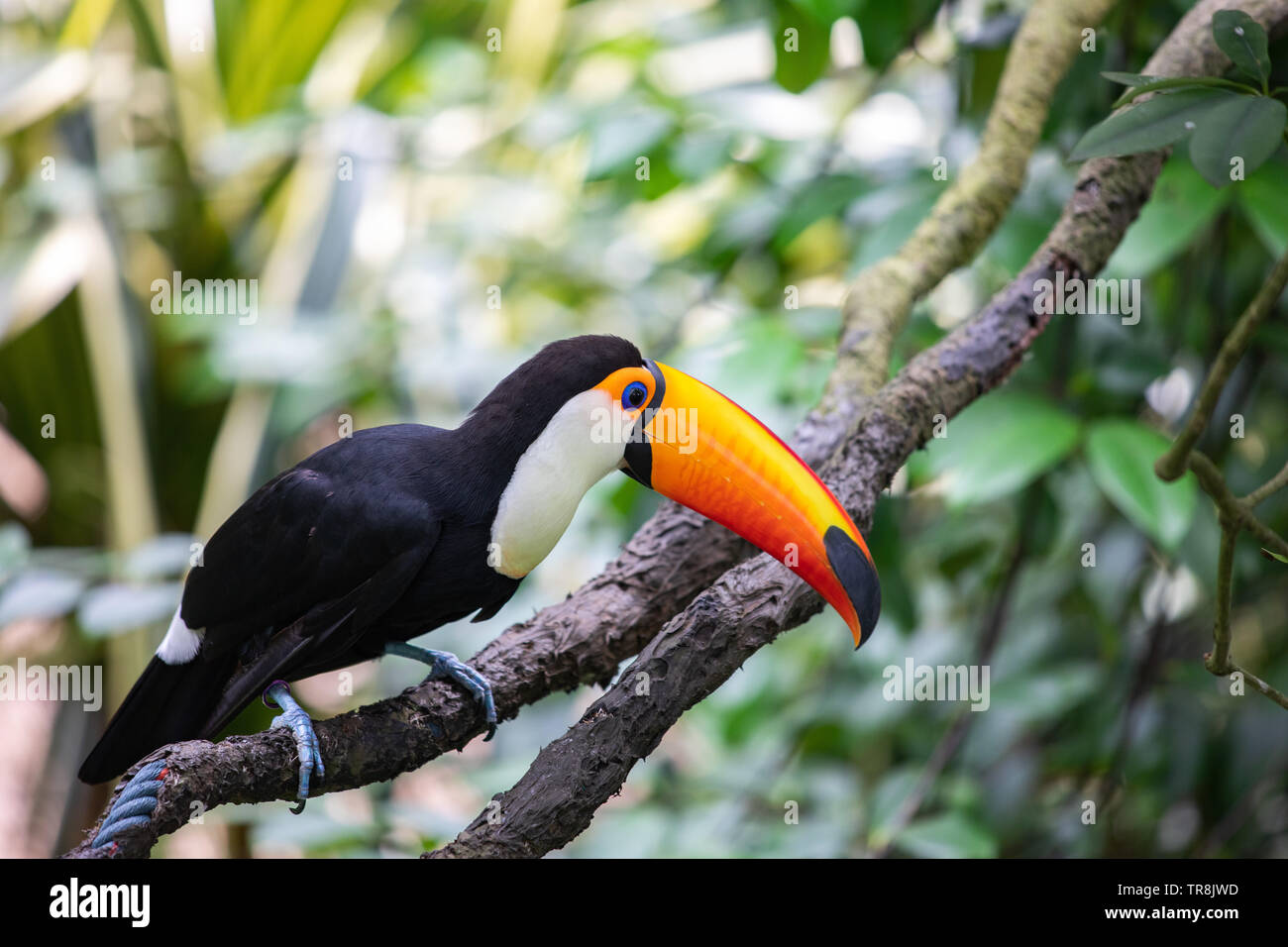 toco toucan is the largest and probably the best known species in the ...