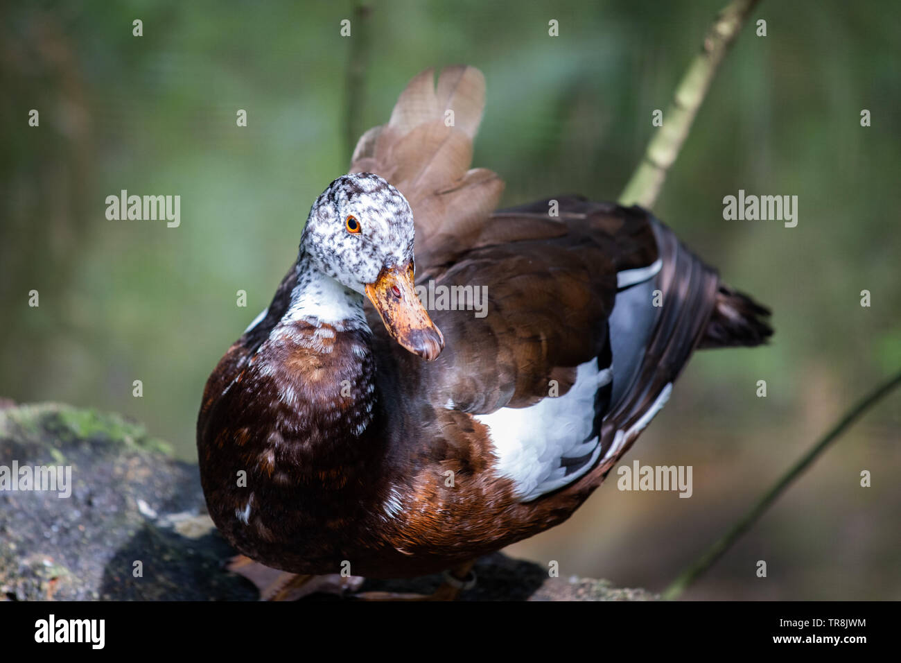 Dark brown duck hi-res stock photography and images - Alamy