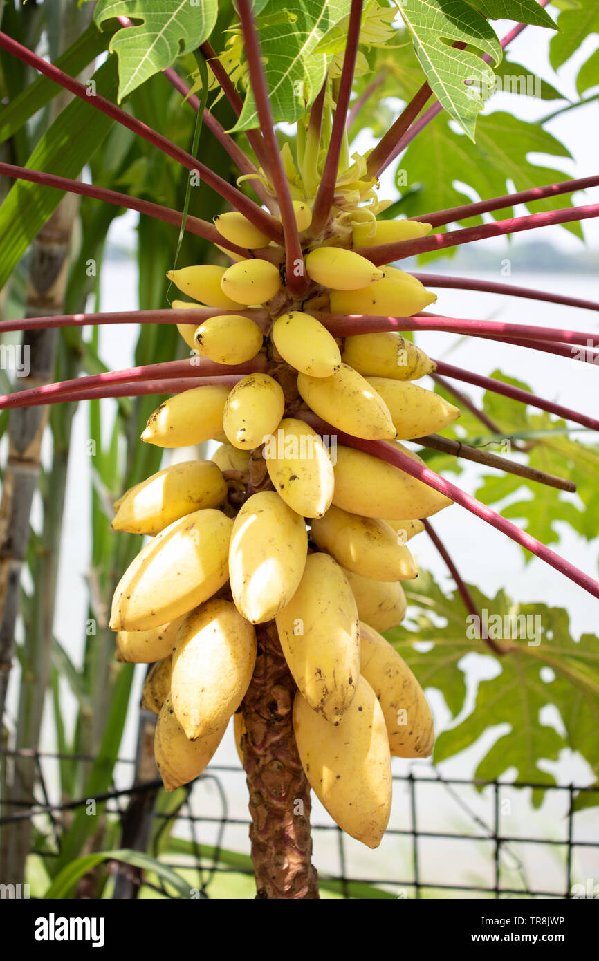 Mango like fruit hi-res stock photography and images - Alamy