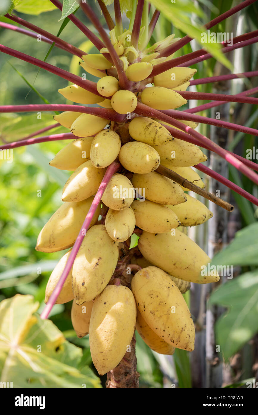Mango like fruit hi-res stock photography and images - Alamy