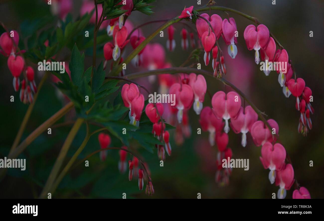 Pretty bleeding hears hi-res stock photography and images - Alamy