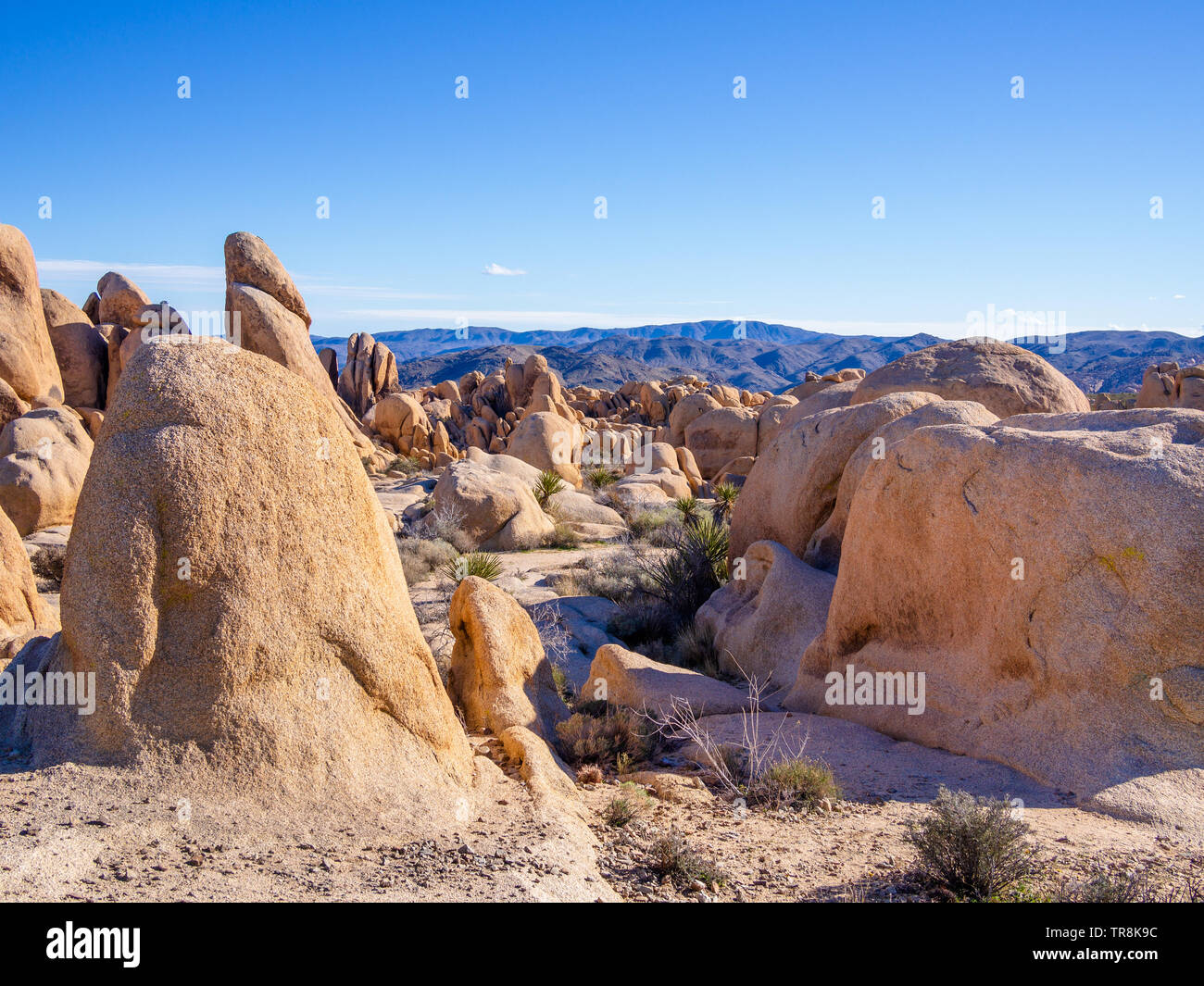 Joshua tree joshua tree hi-res stock photography and images - Alamy