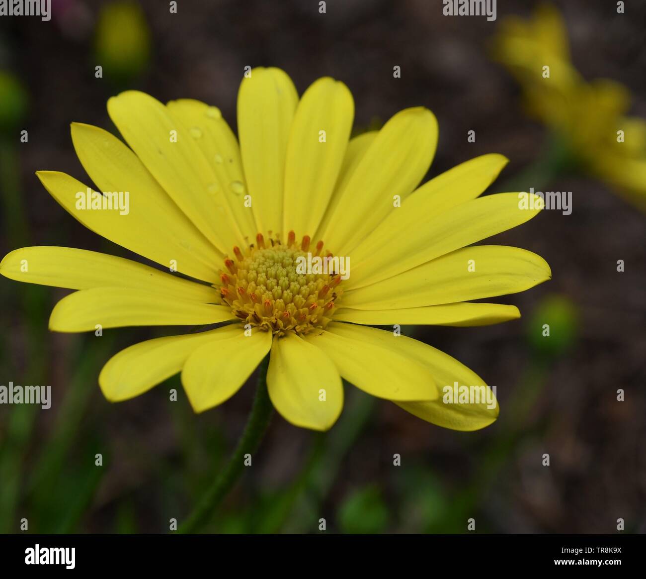 Close-up overhead side view of a single, yellow daisy flower with dark ...