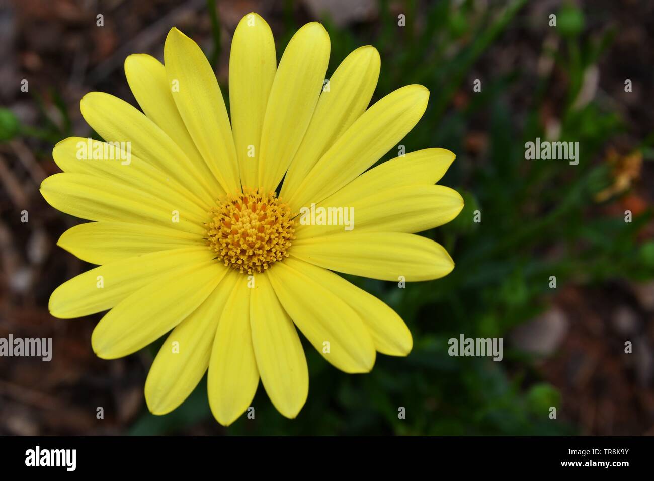 Daisy stamens hi-res stock photography and images - Alamy
