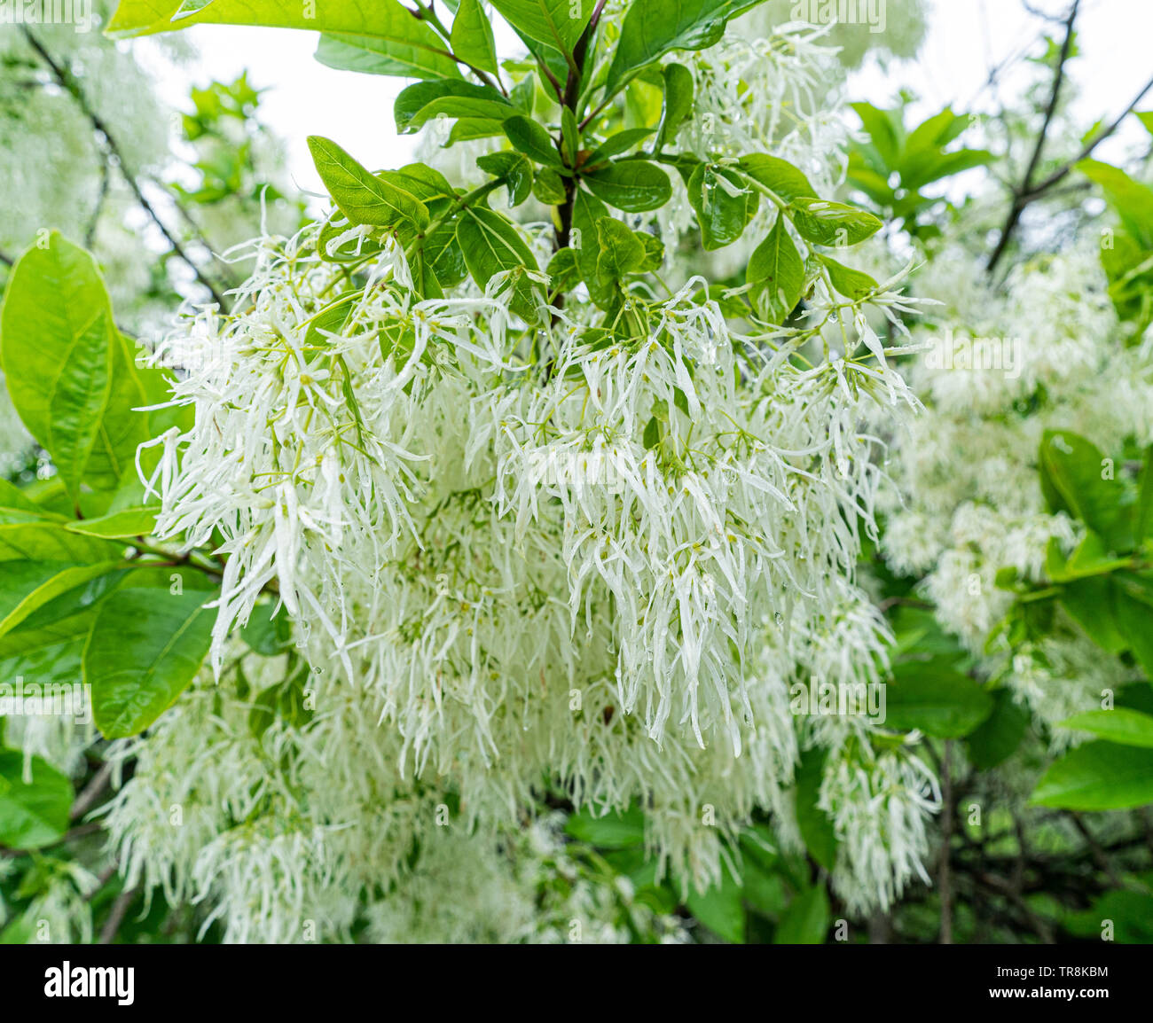 Blooming Fringe tree with rain drops Stock Photo - Alamy