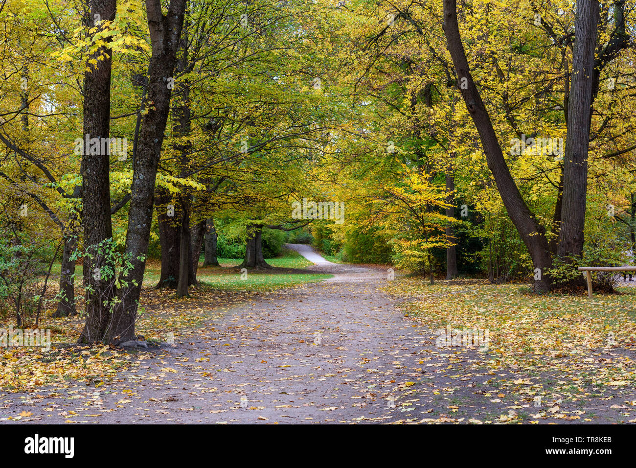Fall foliage park englischer garten hi-res stock photography and images ...