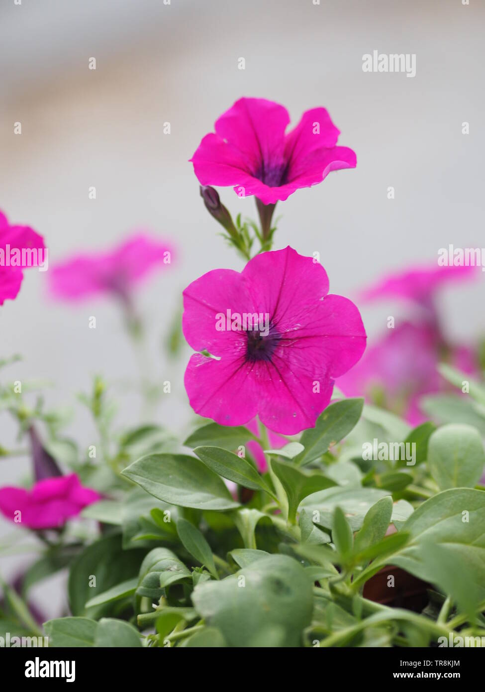 Petunia easy wave pink hi-res stock photography and images - Alamy