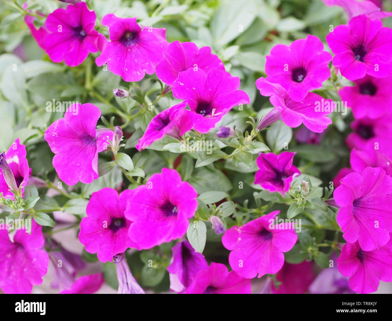 Petunia easy wave pink hi-res stock photography and images - Alamy