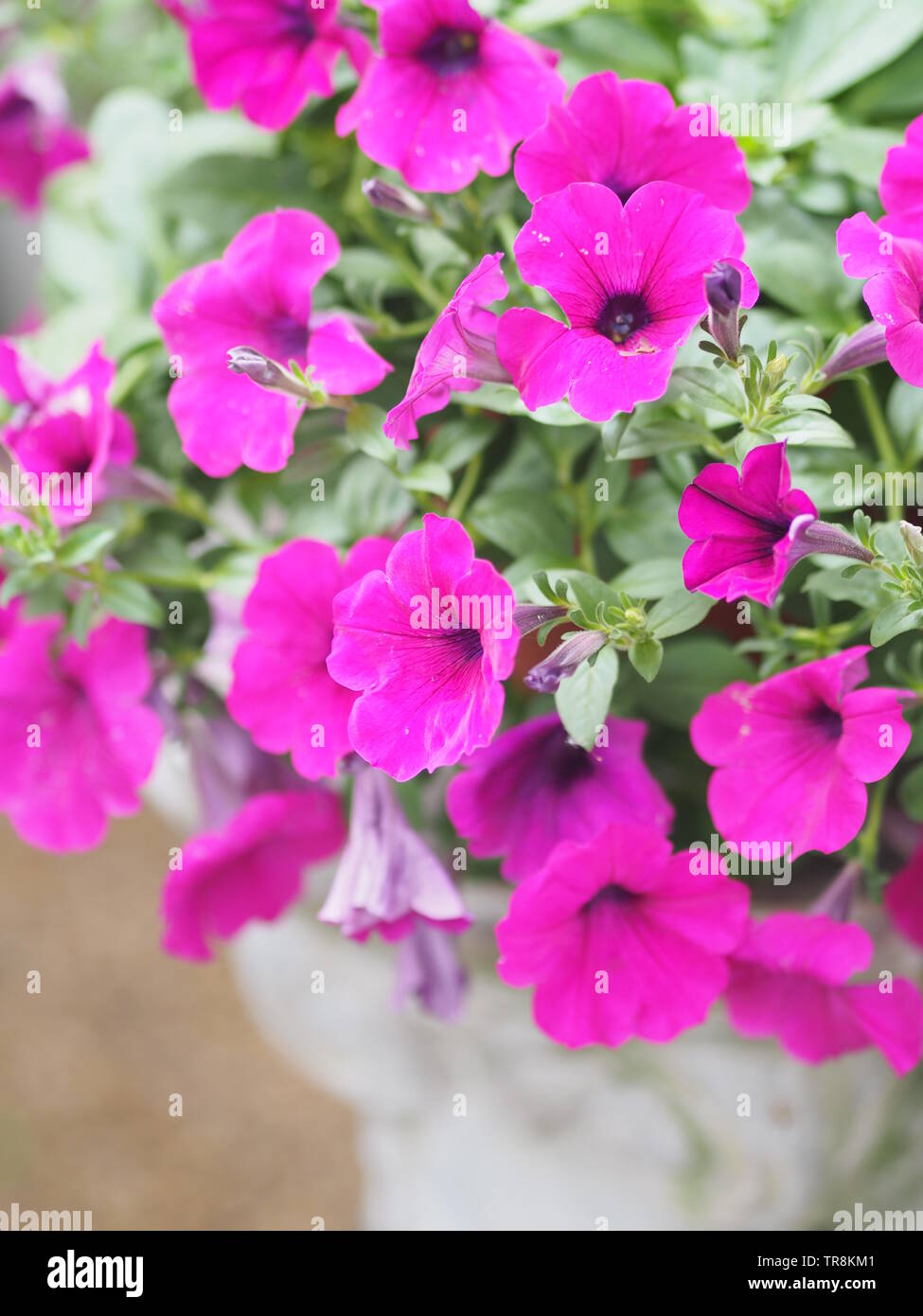 Petunia easy wave pink hi-res stock photography and images - Alamy