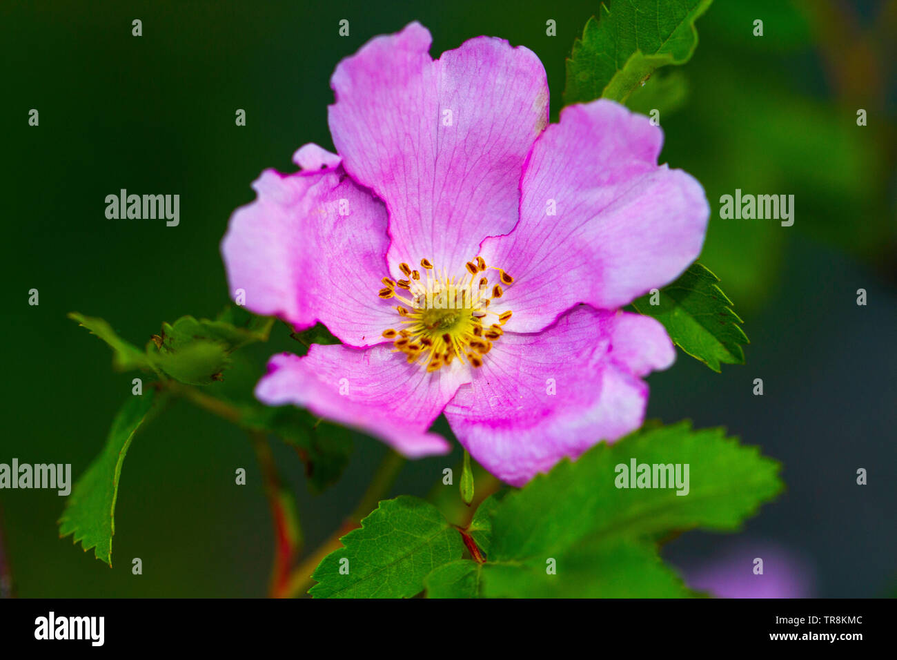 Dog rose rosa canina growing hi-res stock photography and images - Alamy