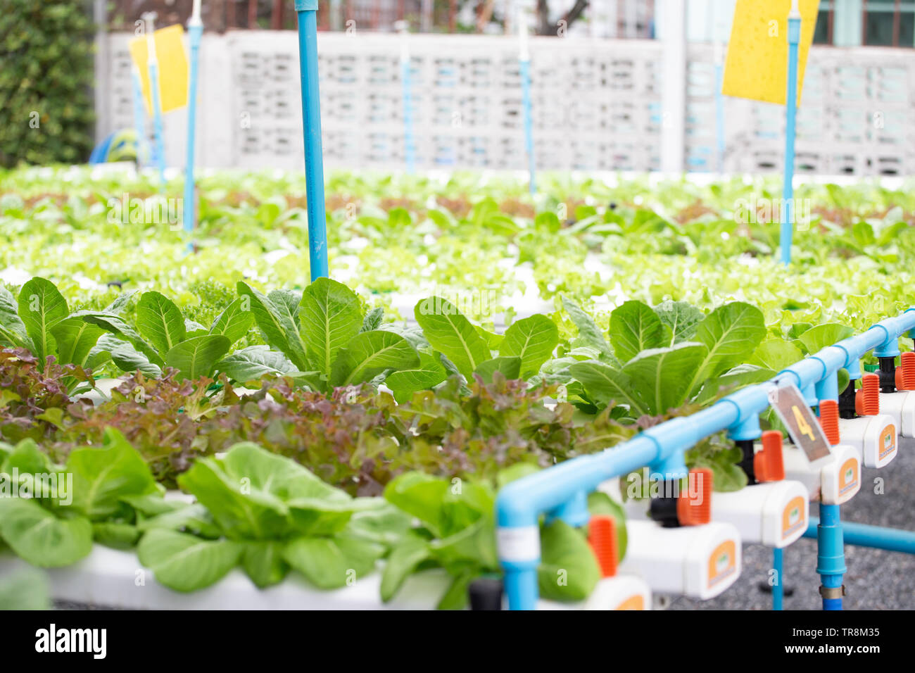 Organic Vegetables in organic farm. Vegetable farm Stock Photo - Alamy