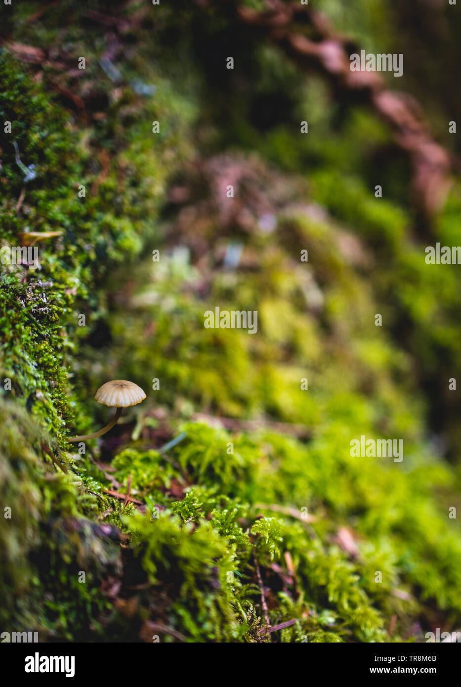Marasmius oreades hi-res stock photography and images - Alamy