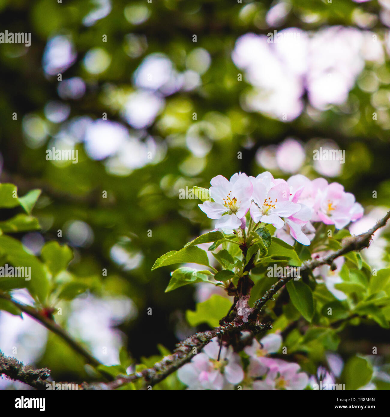 Arbutus flowers hi-res stock photography and images - Alamy