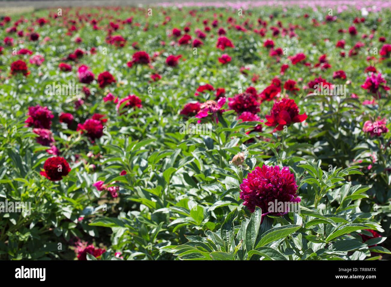 Fields of peonies growing at Adelman Peony Gardens in Salem, Oregon ...
