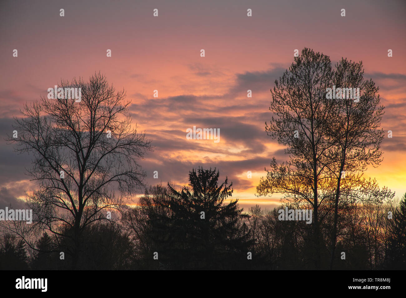 Pink sunset framed by 2 large trees Stock Photo - Alamy